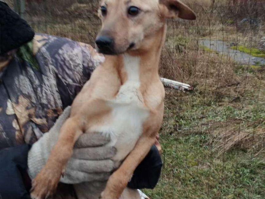 Метис левретки в добрые руки