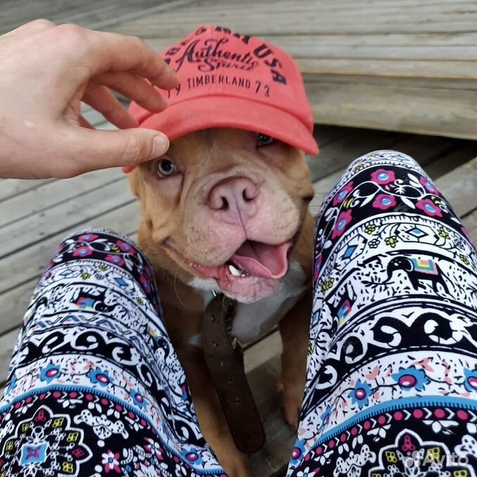 Ам. Булли Покет Хулиган