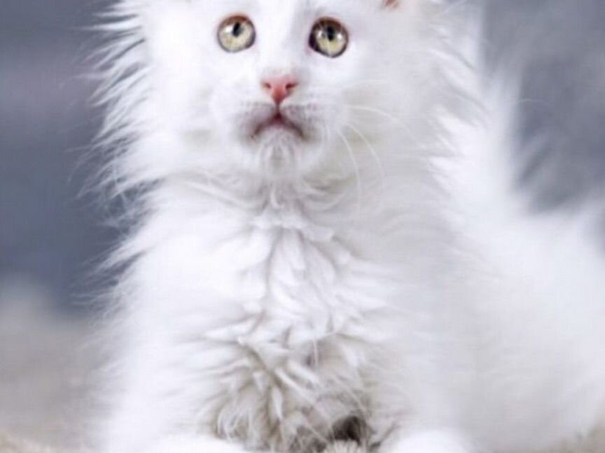 Котята мейн-кун вязка полидакты