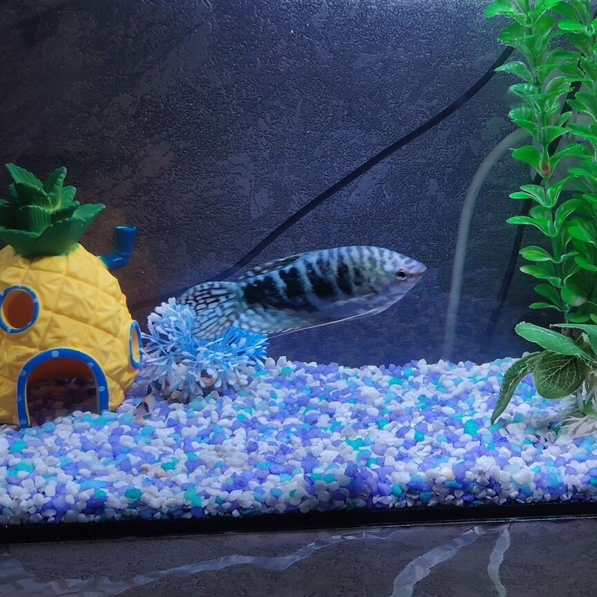 Гурами мраморный