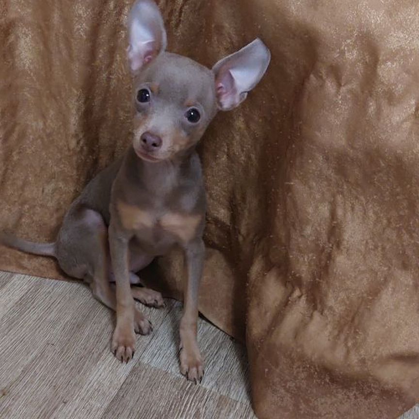 Русский той-терьер, щенок