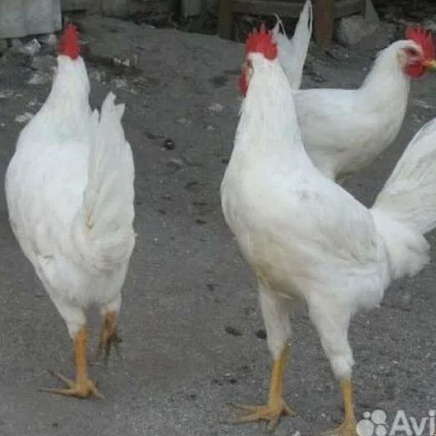 Петушки домашние