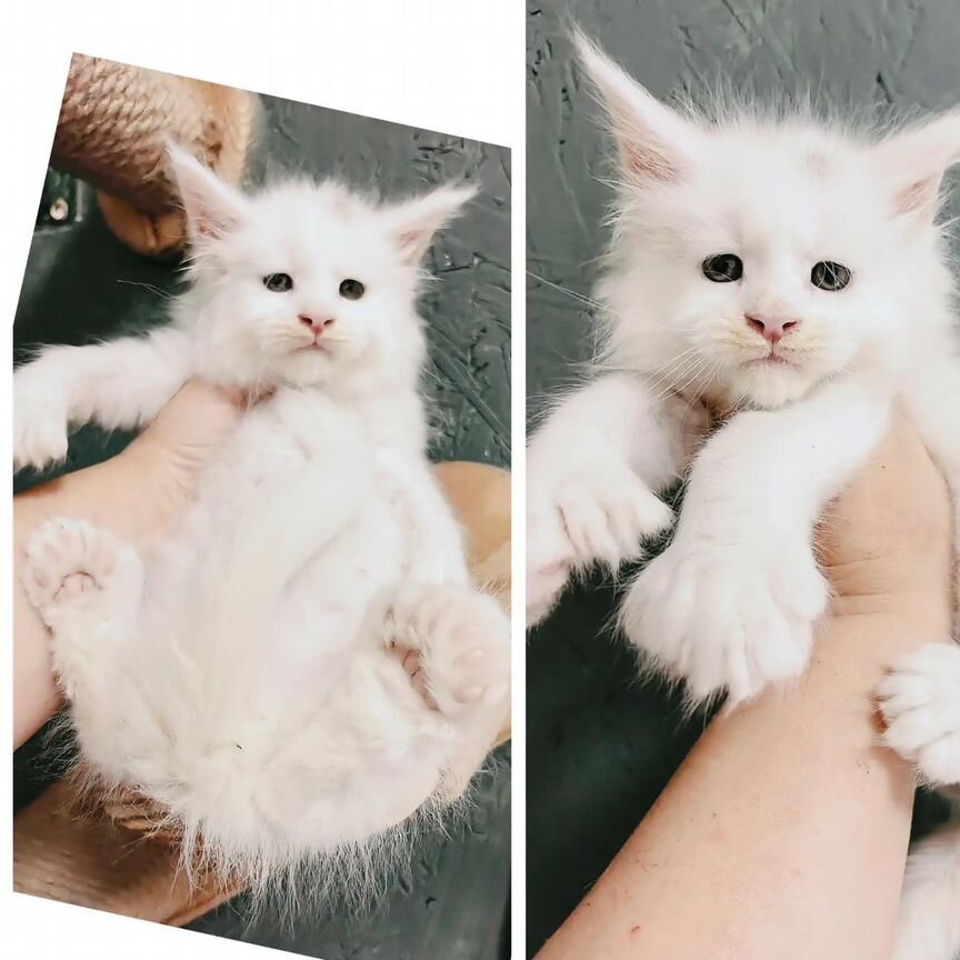 Мейн-кун котёнок