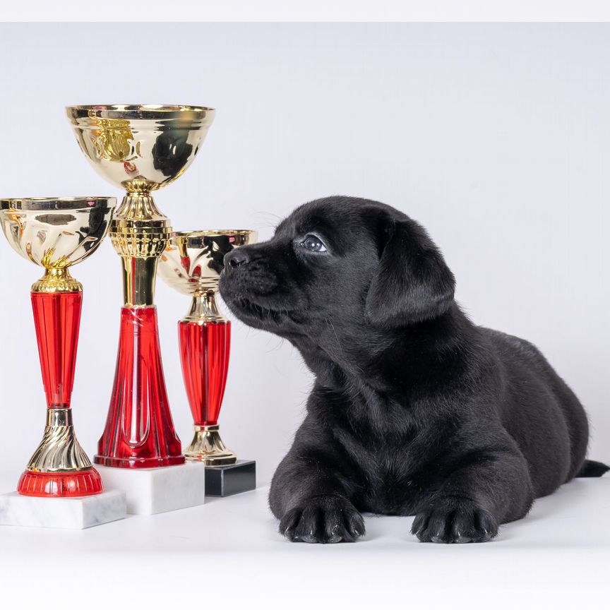 Лабрадор-ретривер, щенок