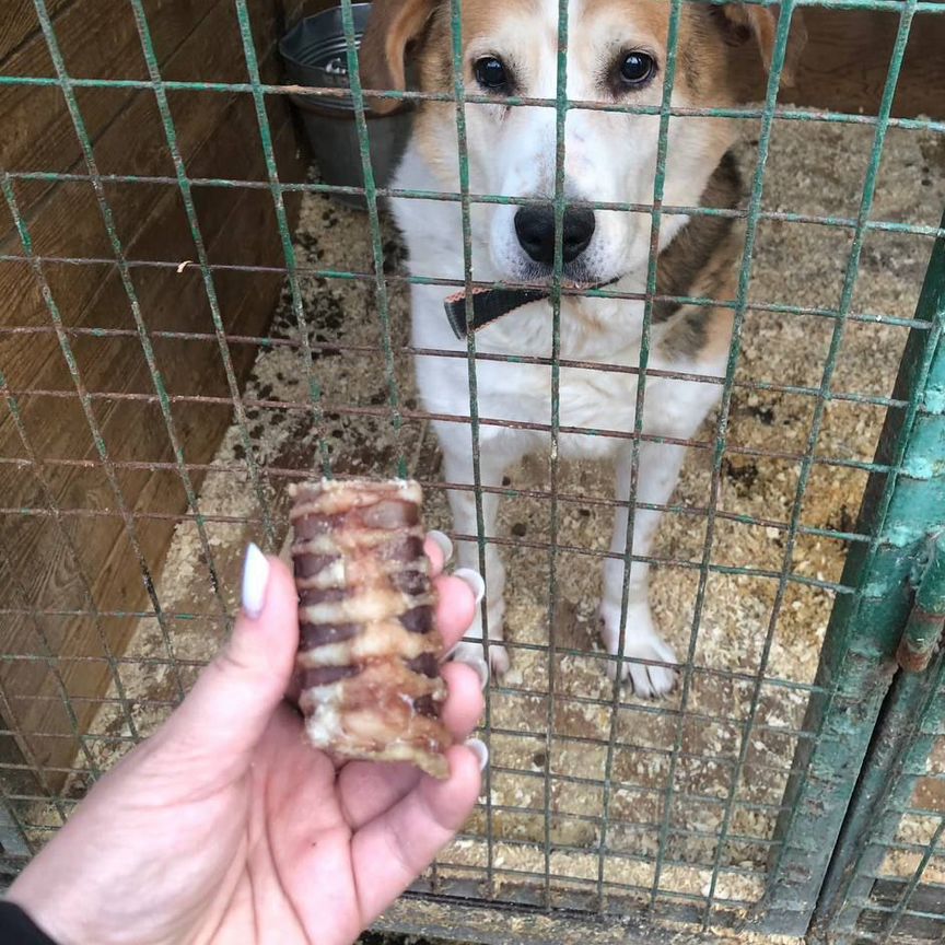 Взрослый пёс в добрые руки