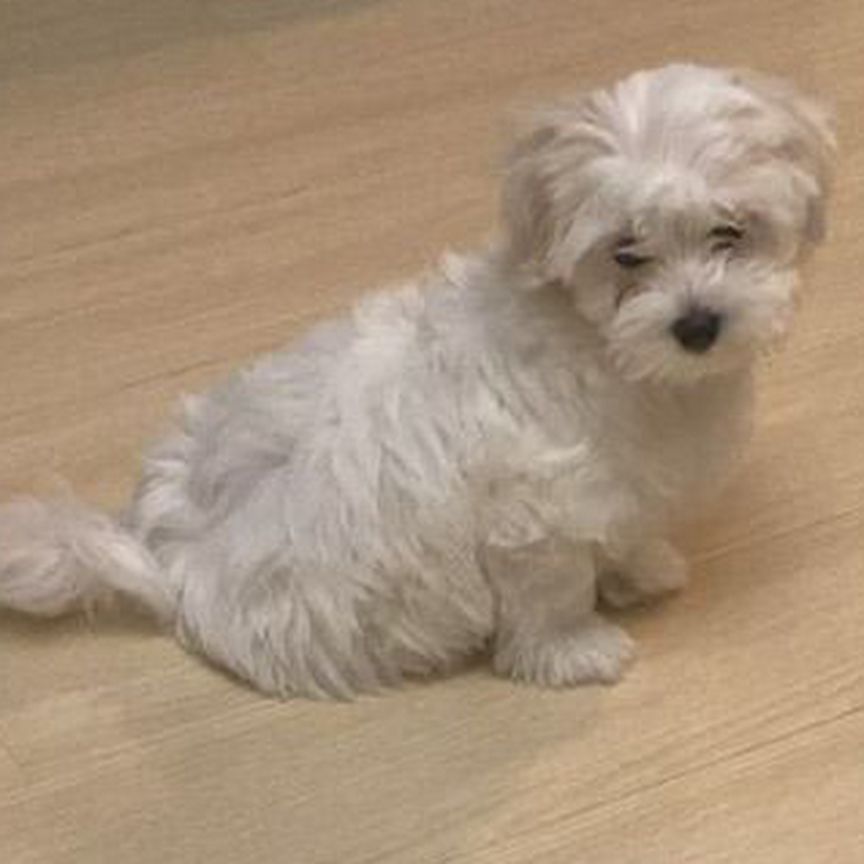 Мальтипу, щенок