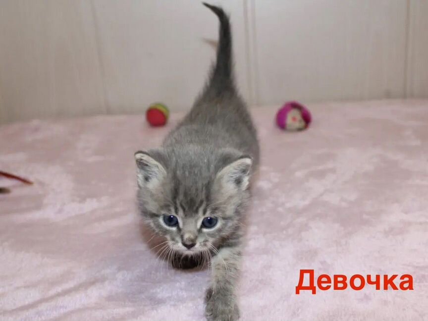 Котята в добрые руки