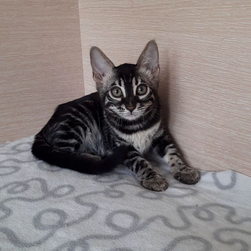 Угольная девочка