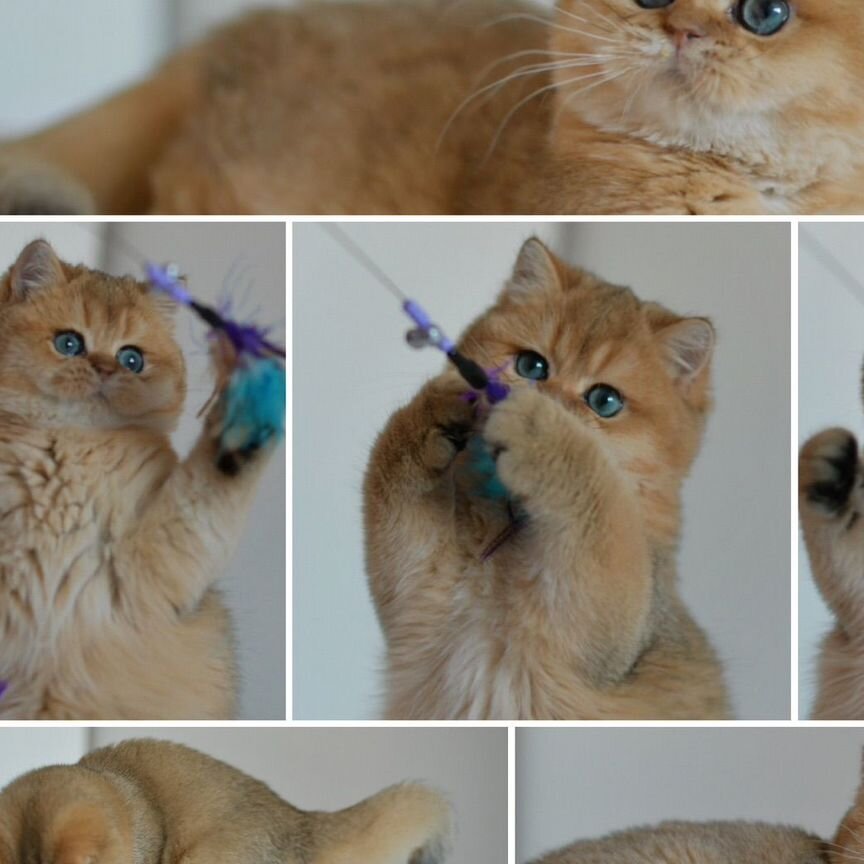 Британский котик