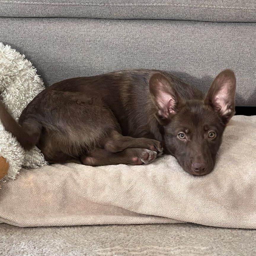 Щенок в добрые руки