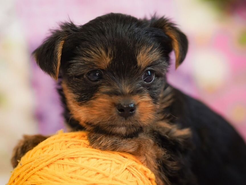 Йоркширский терьер стандарт и мини