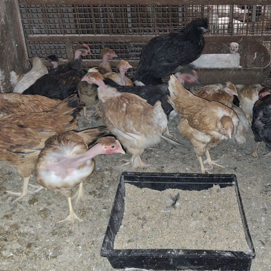 Молодка "Доминант"