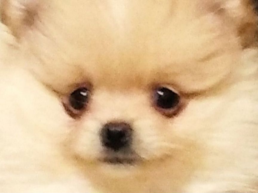 Щенки шпица