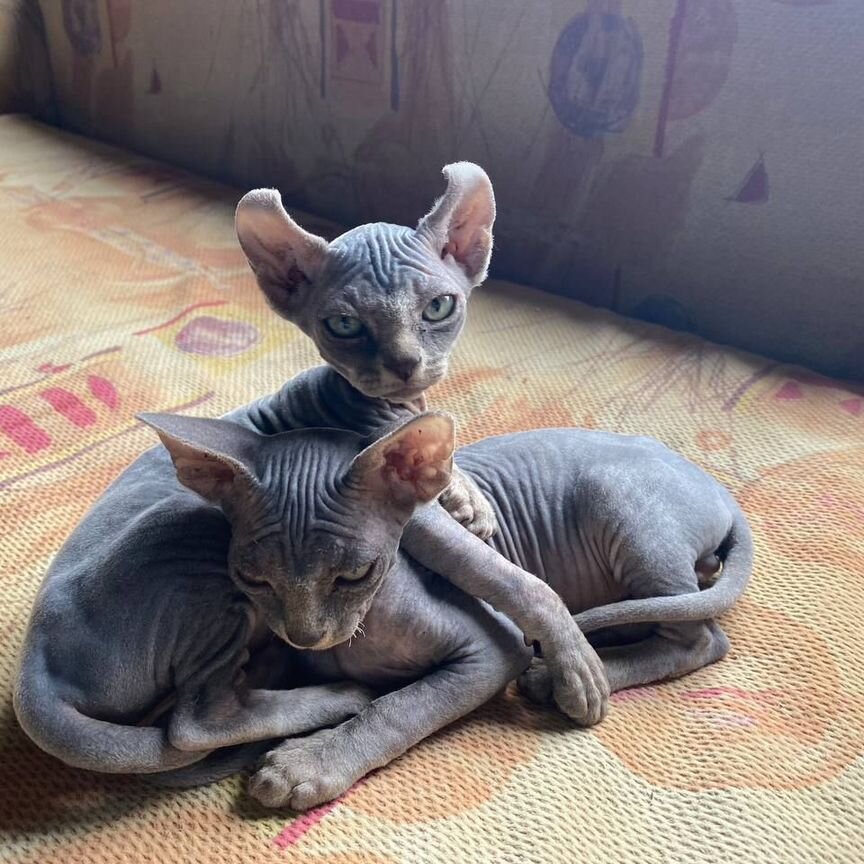 Котята сфинкс эльф