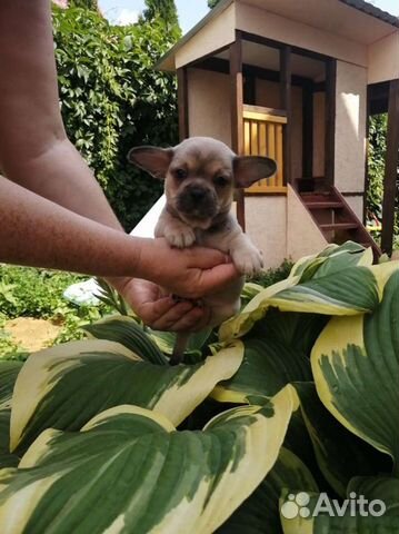 Чихуахуа мальчик