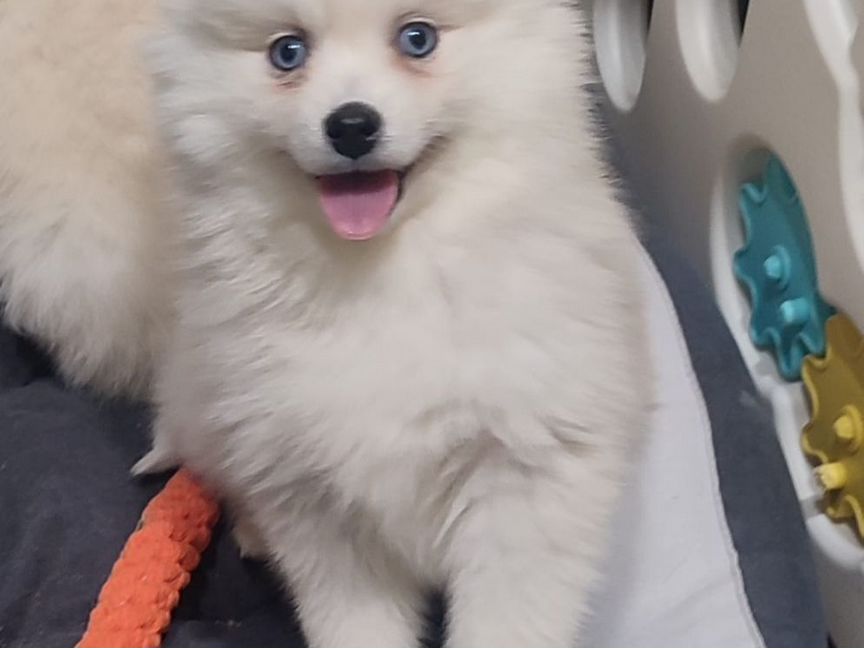 Щенки для души