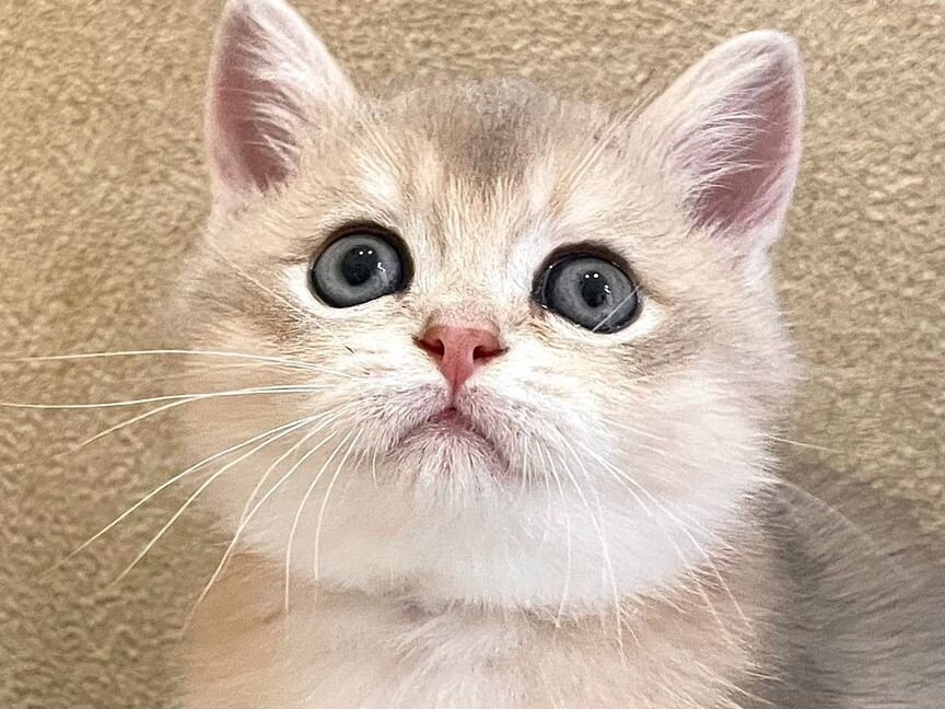Элитный Плюшевый котик Золотая шиншилла