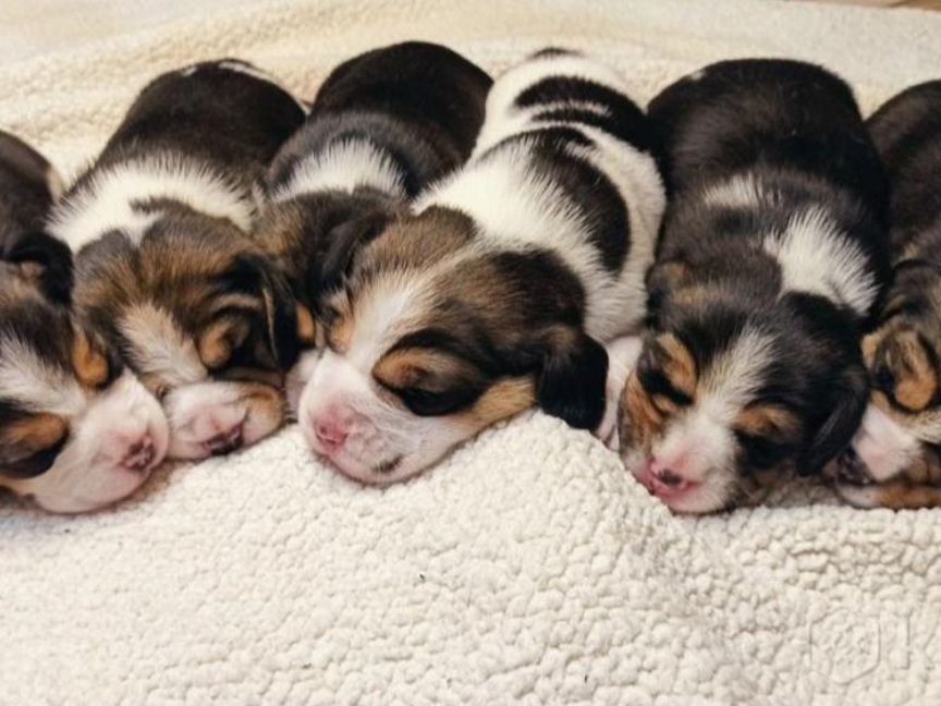 Щенки бигль