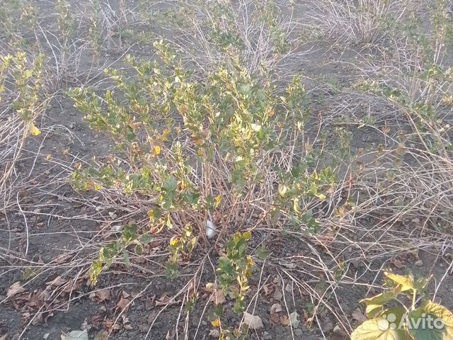 Саженцы крыжовника купить в Нововеличковской | Товары для дома и дачи ...