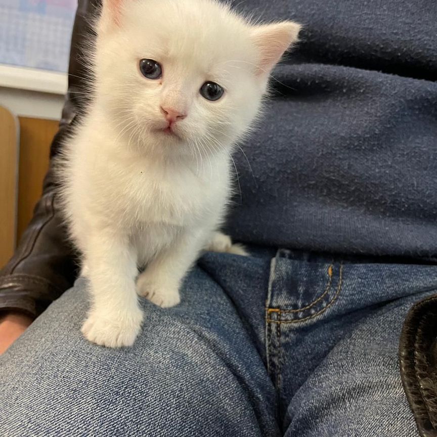 Отдам бесплатно белого котенка