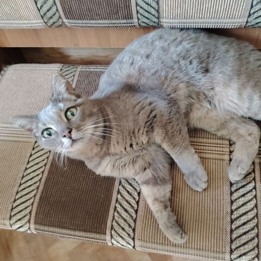 Кошка, брошенная на дачах