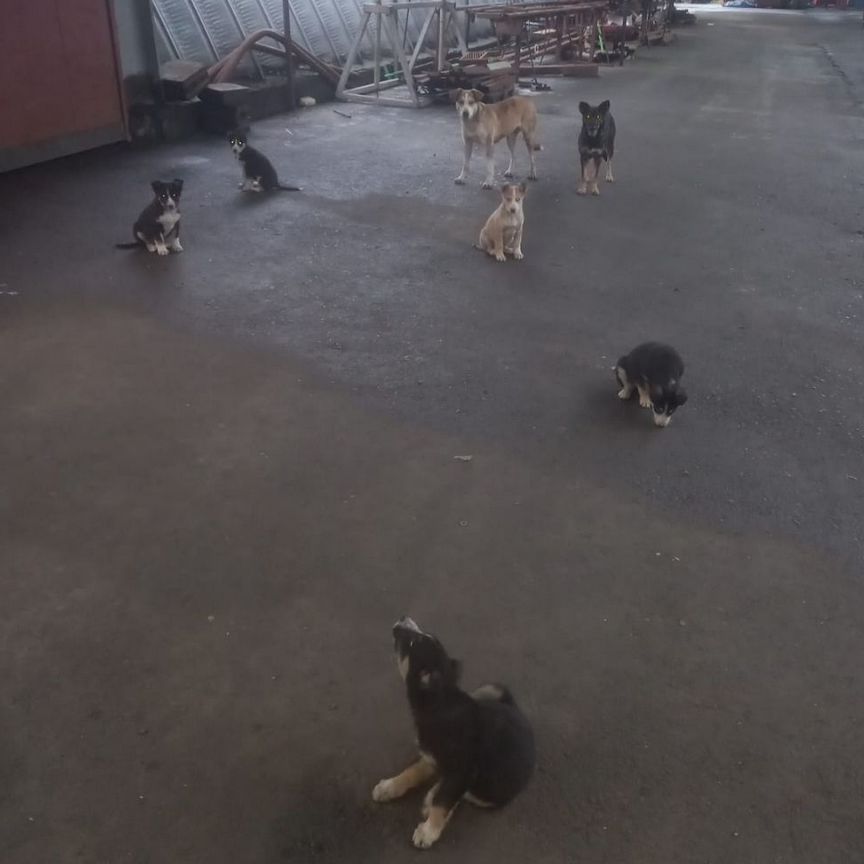 Щенки бесплатно