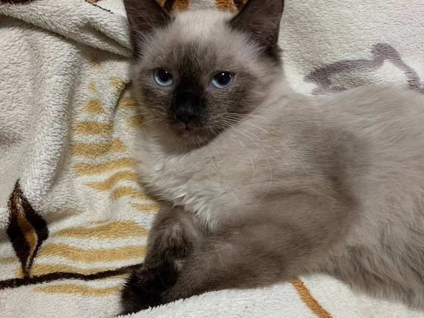 Сиамские котята