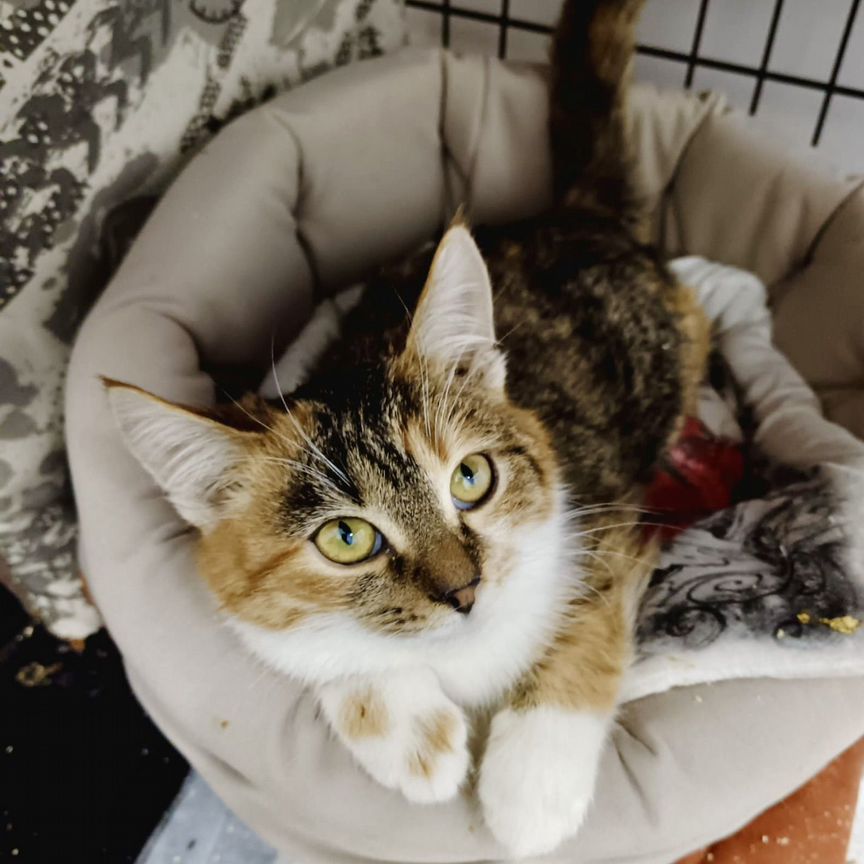 Малышка Мэри в добрые руки