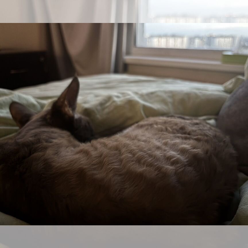 Котик Девон-Рекс для вязки