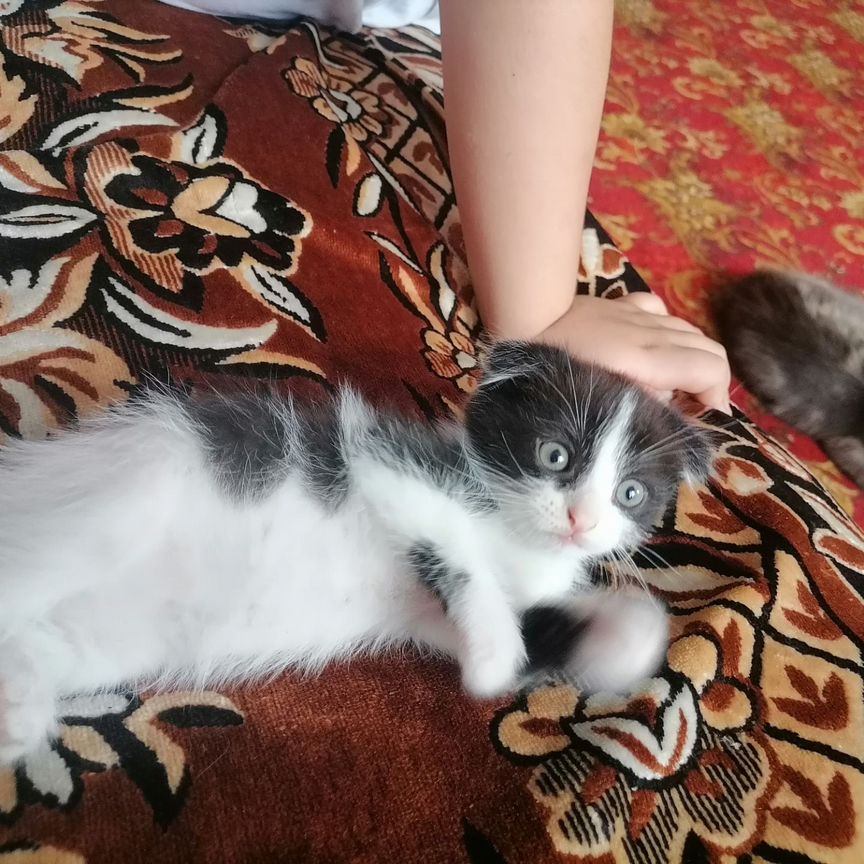 Вельштерьер