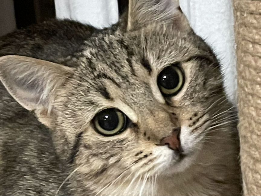 Котенок мальчик 6 мес в добрые руки бесплатно