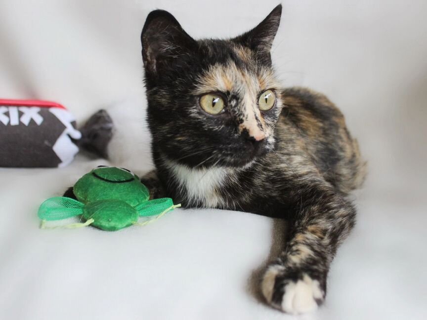 Кошка Кларис