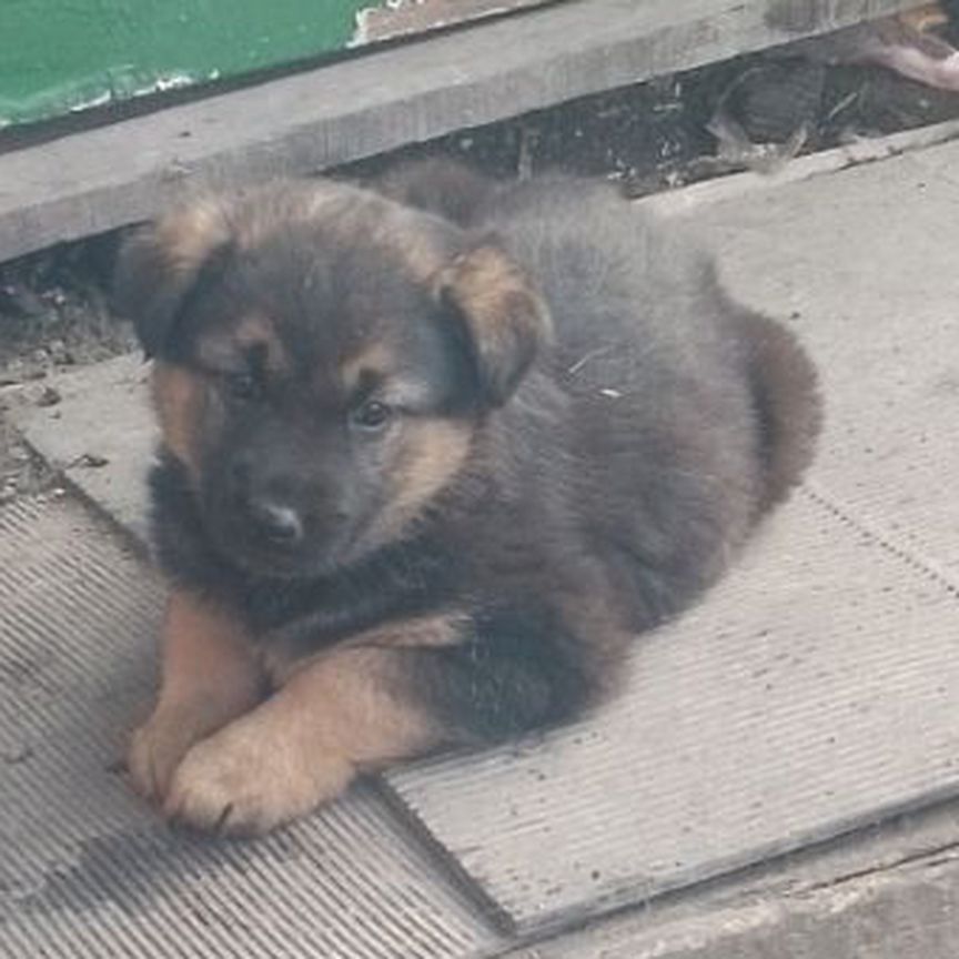 Немецкая овчарка, щенок