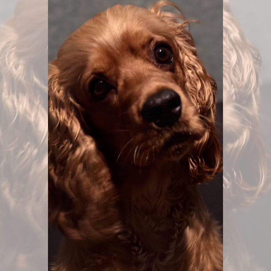 Вязка/Мальчик красавчик ищет даму сердца