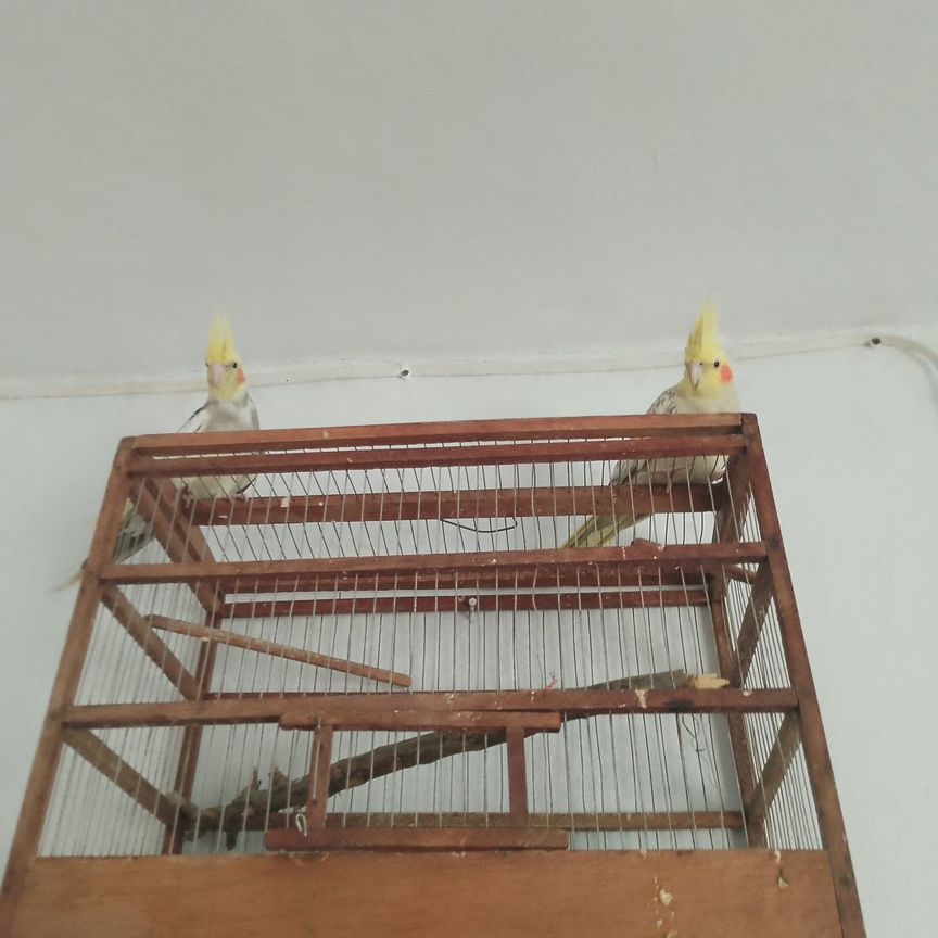 Певчие птицы