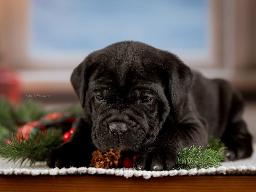 Собаки щенки кане корсо