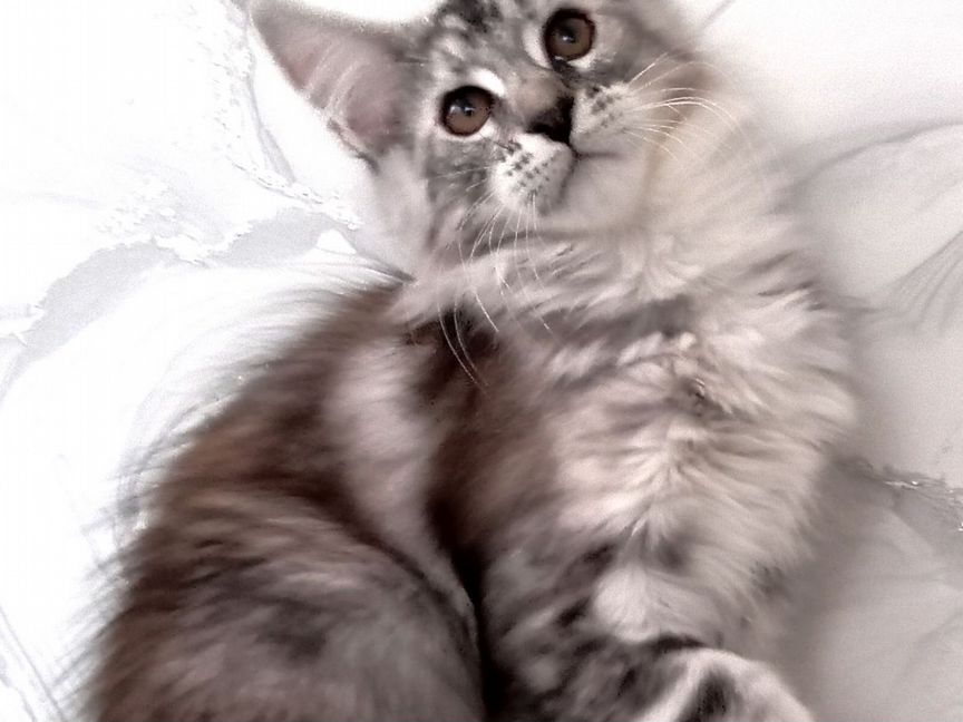 Мейн-кун Maine coon девочка