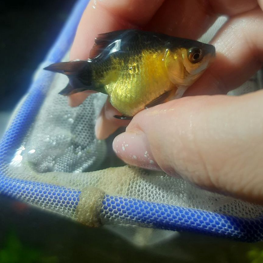 Золотая рыбка в аквариум