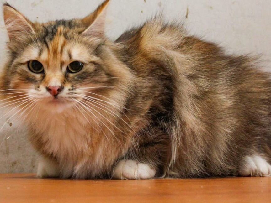 Кошка в добрые руки