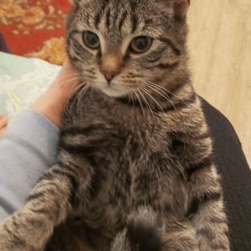 Ищем дом ласковому котенку