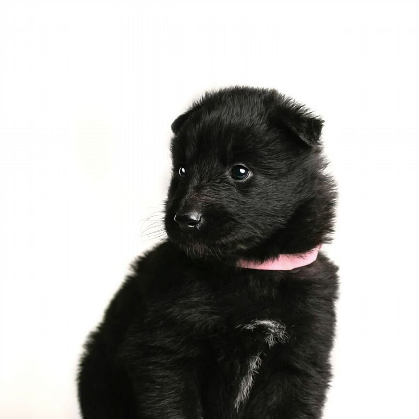 Шикарные детки Грюнендаль