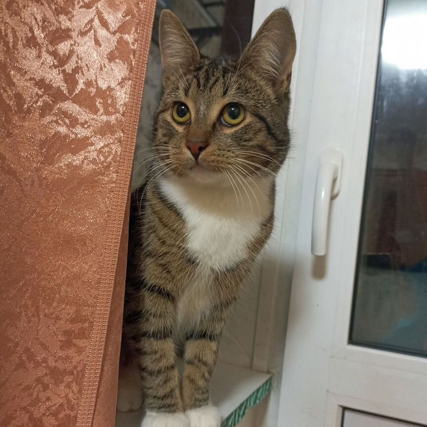 Кот в добрые руки