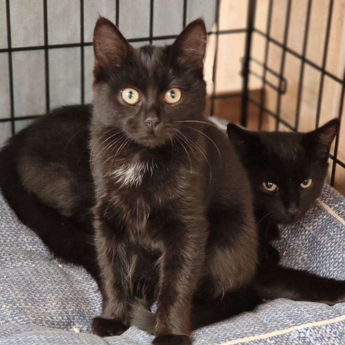 Котята пантерки в добрые руки