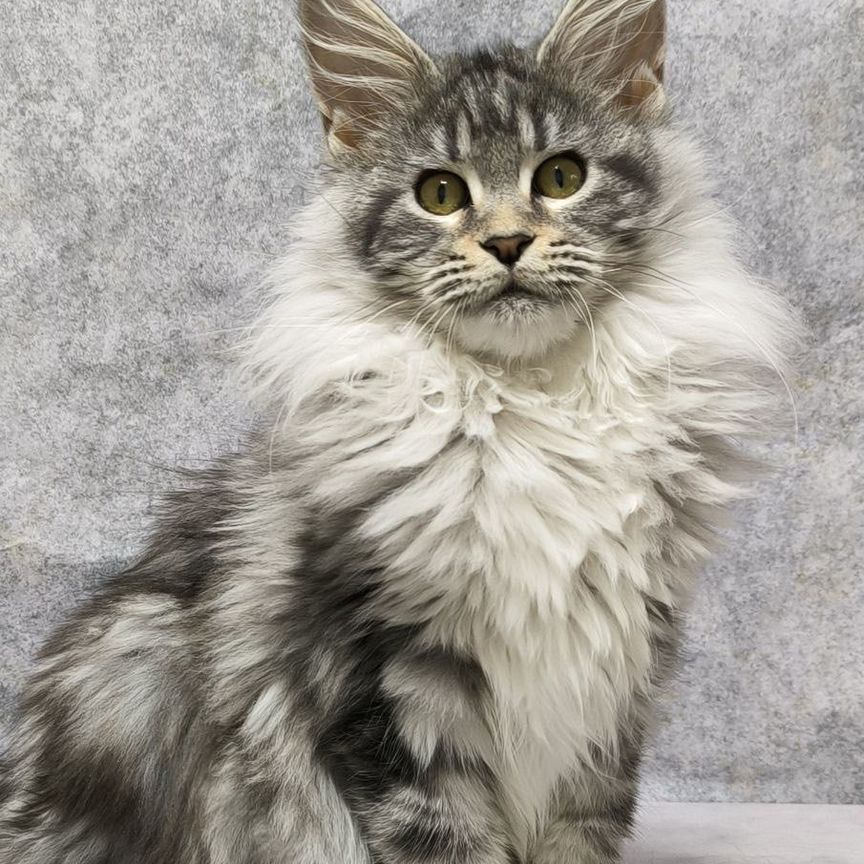 Мейн-кун серебро