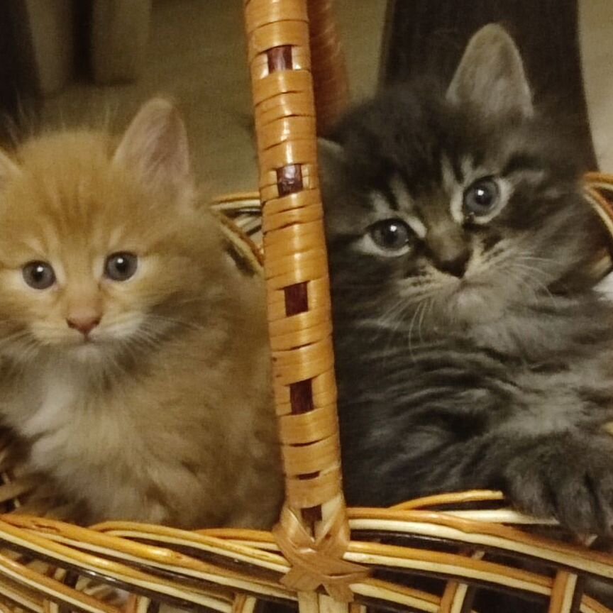 Курильский бобтейл