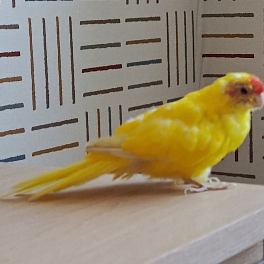 Попугай какарик