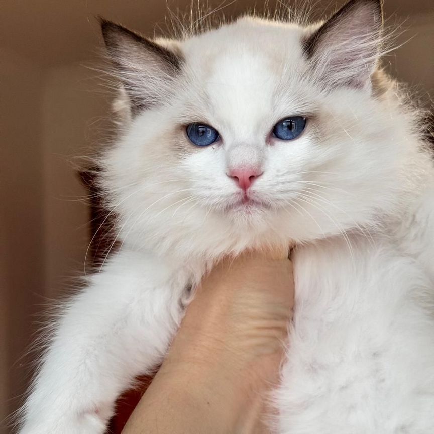 Рэгдолл котики