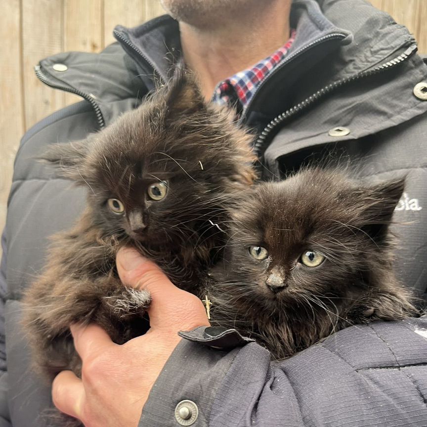 Очень пушистые малыши в добрые руки
