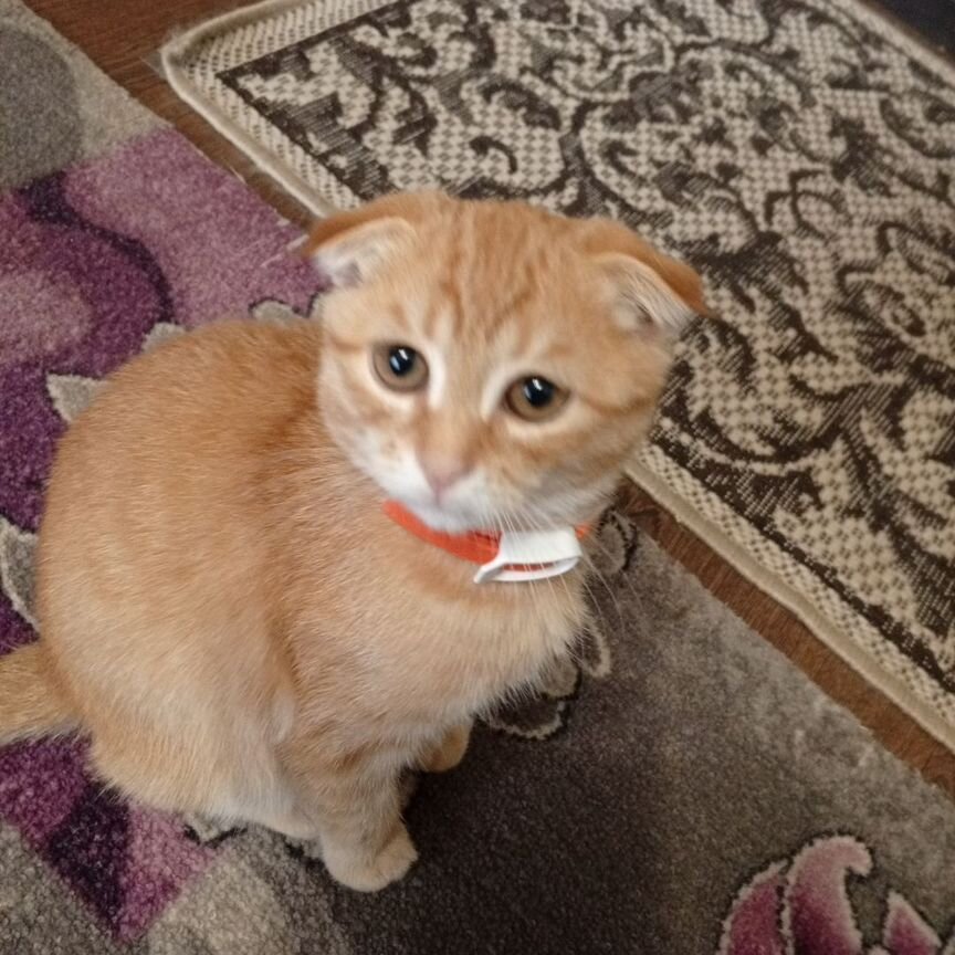 Рыжий котенок мальчик