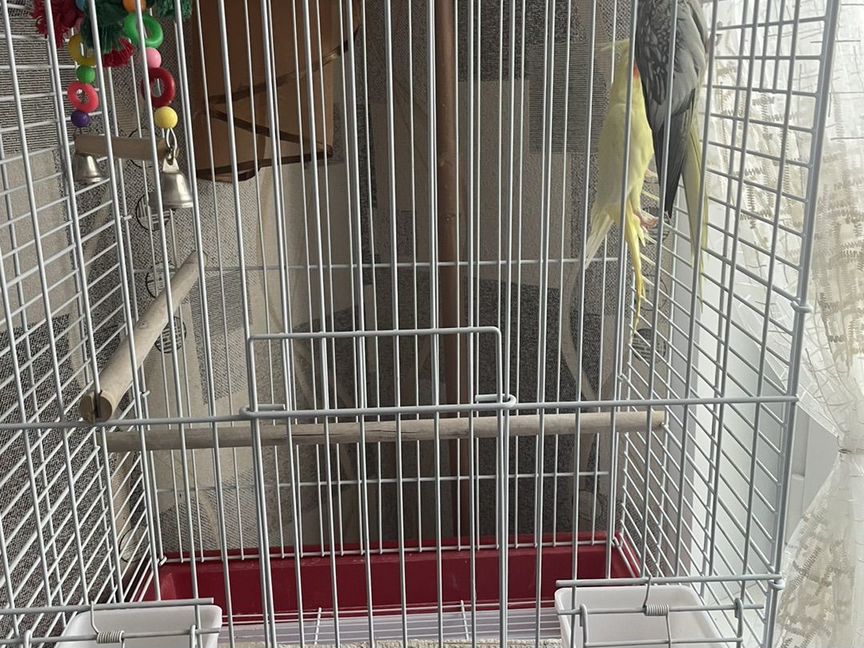 Попугай корелла с клеткой